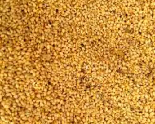 Vendo Semilla de Moha Colorada Gigante - Agroads