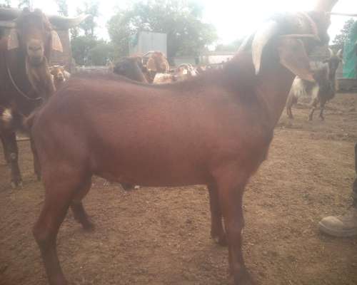 Vendo Lote de Chivos - Agroads