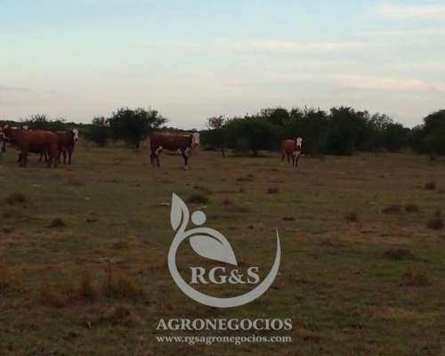 Campo Ganadero en Uruguay - u$s 2.800 / ha - Agroads
