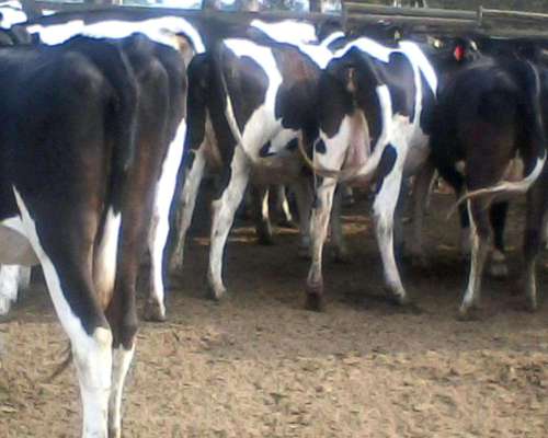 Vaquillonas Inseminadas, Sexadas,,, Vacas en Produccion - Agroads