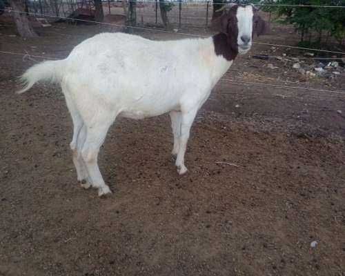 Hembras Boer Cabra Chiva - Agroads