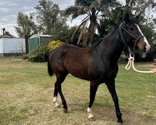 Potranca Sangre Pura de Carrera - Agroads