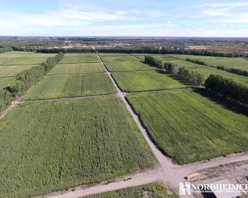 Choele Choel, Avellaneda, Rio Negro, Argentina. 1600 hectáreas. - Agroads