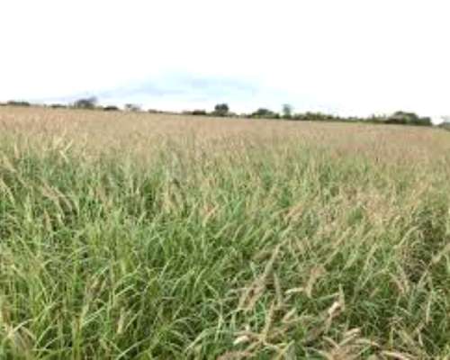 Vendo Semilla de Buffel Grass - $ 285 - Agroads