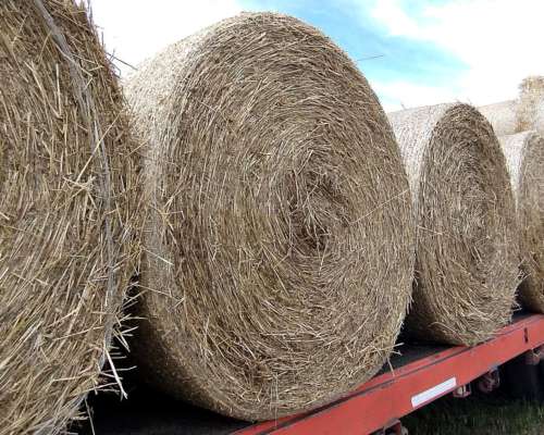 Rollos de Pasto Natural. - $ 16.000 - Agroads