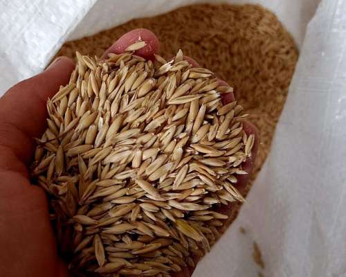 Semilla Avena Siembra Exelente Calidad - $ 320 - Agroads