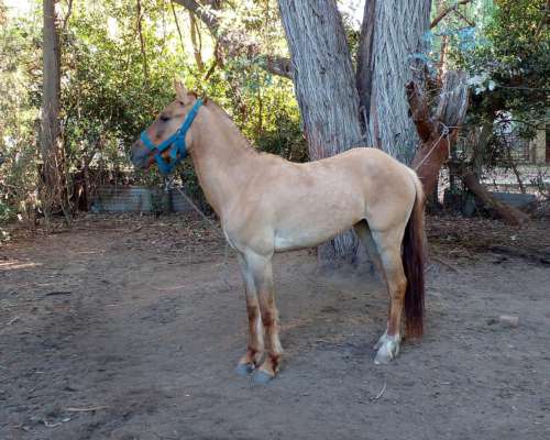 Potranca Gateada Mansa de Abajo - $ 150.000 - Agroads