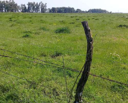 Campo Uzue Bolivar - u$s 4.000 / ha - Agroads