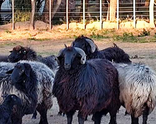 Vendo Carneritos Karakul Puros - Agroads