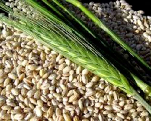 Vendo Moha Gigante Centeno Avena Cebada - $ 179 - Agroads