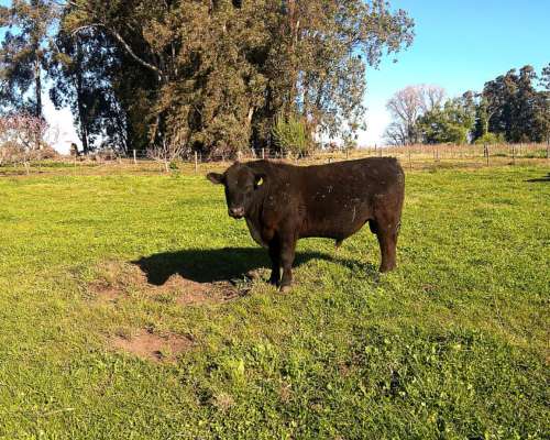 Toros Aberdeen Angus Negro 2 Años Servicio ya - Agroads