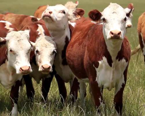 35 Vacas Preñadas Braford $ 130.000 Final Sucias - Agroads