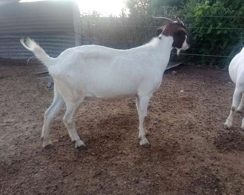 Hembras Boer Cabra Chiva - Agroads