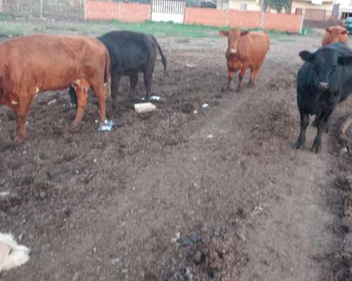 Vendo Rodeo de Vacas de 31 Cabezas(vacas Toro y Terneros - Agroads