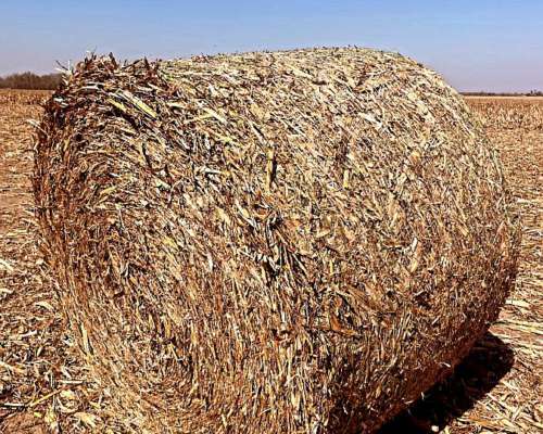 Vendo Rollos de Rastrojo de Sorgo - $ 40 - Agroads
