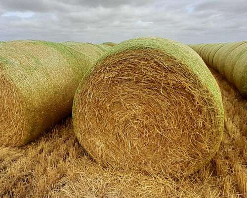 Rollo Cola de Cebada 2023 - $ 16.000 - Agroads