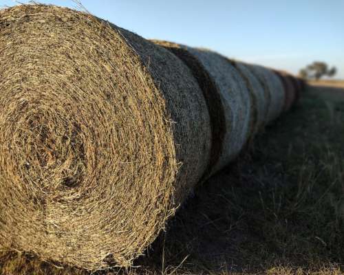 Rollos de Alfalfa Primera Calidad - Agroads