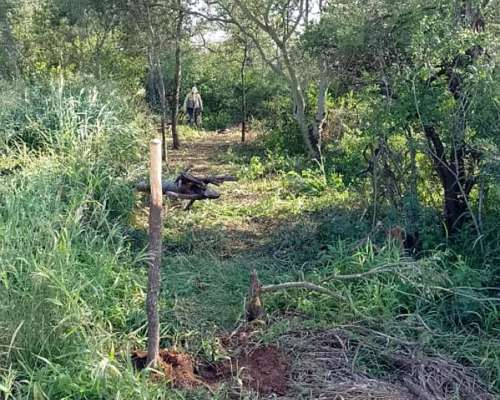 Arriendo Campo Ganadero con Gatton Panicc - u$s 40 / ha - Agroads