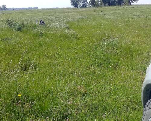 Campo Uzue Bolivar - u$s 4.000 / ha - Agroads