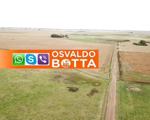 1000 Hectareas en Lincoln, Buenos Aires. 1000 hectáreas. - Agroads