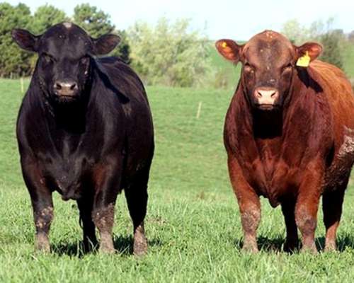 Glirbit Conceptual de 55 Toros Brangus 600 Kg Faena $ 340+ I - Agroads