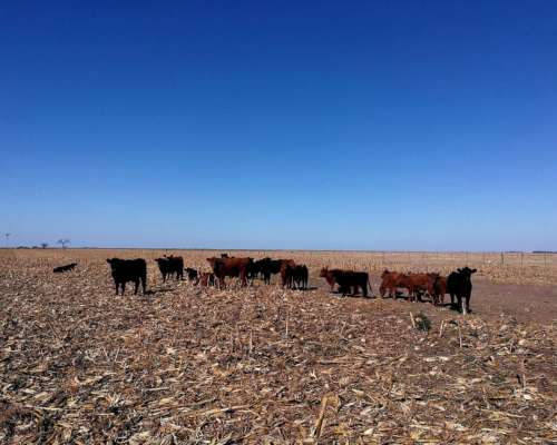 General Lopez , Santa FE, Argentina - u$s 5.000.000 / ha - Agroads