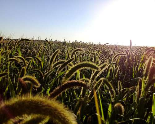 Semilla de Moha en Bolsas - Agroads