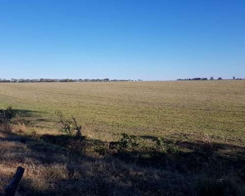 85 Has. Campo en Victoria, Entre Ríos. 85 hectáreas. - Agroads