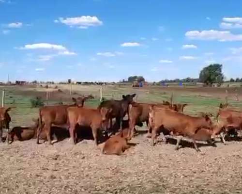 37 Terneros Angus 120 Kg Livianos - Agroads