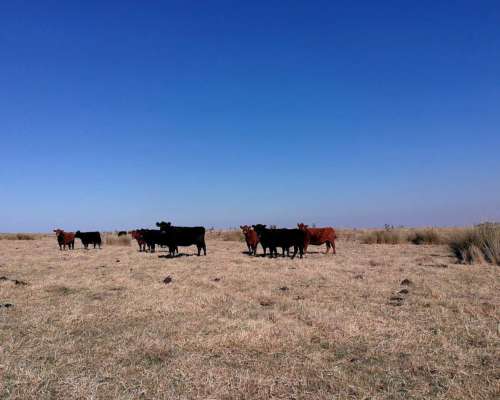 General Lopez , Santa FE, Argentina - u$s 5.000.000 / ha - Agroads