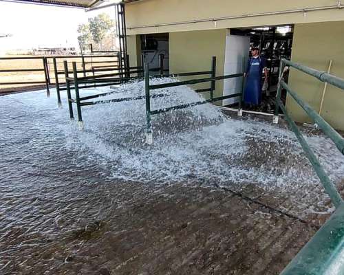 Flushing Lavado De Corral Argenplast Agroads