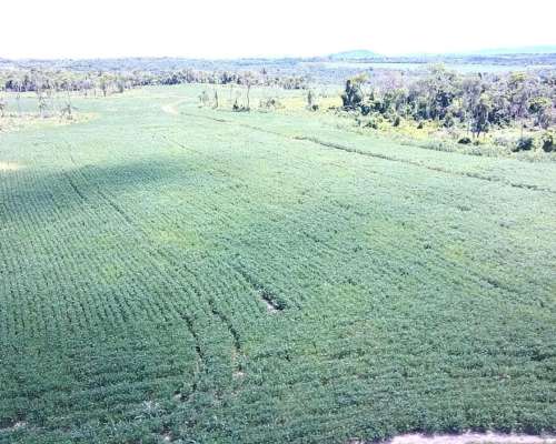 Campo Agrícola 643 HA, Tavai , Caazapá, Paraguay.. 643 hectáreas. - Agroads