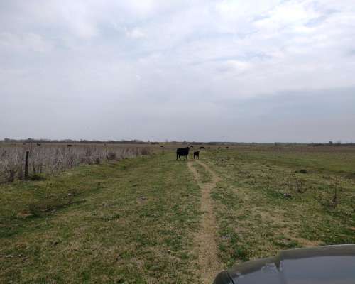 Espectacular Campo en Lima - u$s 8.350 / ha - Agroads