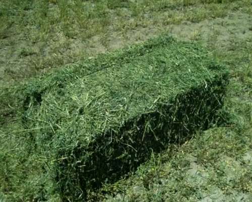 Fardos y Rollos 100% Alfalfa Excelente Calidad - $ 1.500 - Agroads