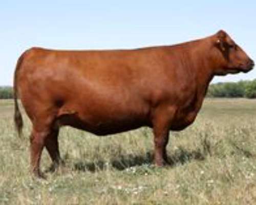 3 Vacas Coloradas + UN Toro Colorado de Regalo - Agroads