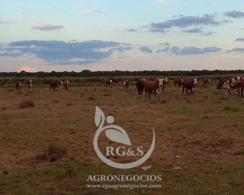 Campo Ganadero en Uruguay - u$s 2.800 / ha - Agroads
