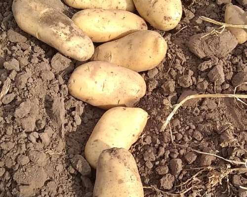 Papa Spunta y Sagitta Villa Dolores 3544402323 - Agroads