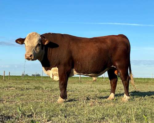 Toro de Raza Hereford - Agroads
