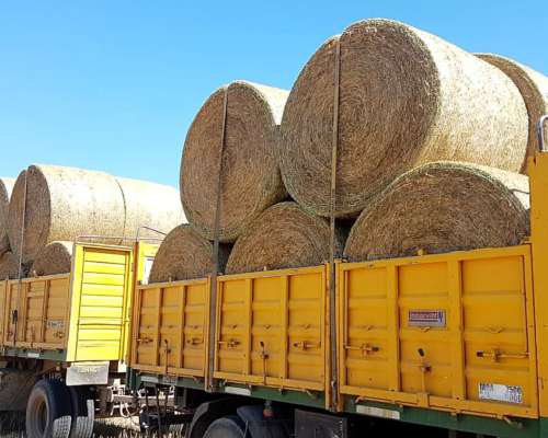 Rollos Alfalfa Primera Calidad - $ 3.000 - Agroads