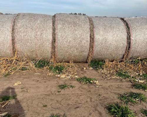 Rollos de Cola de Arveja - $ 3.000 - Agroads