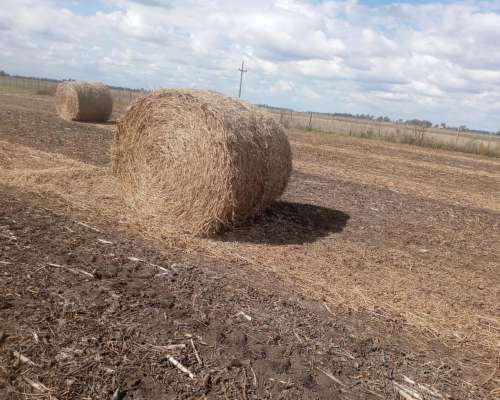 Rollos Cola Soja Zona del Valle - $ 11.000 - Agroads