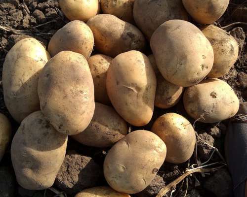 Papa Spunta y Sagitta Villa Dolores 3544402323 - Agroads