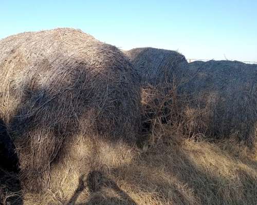 Rollos de Soja . - Agroads