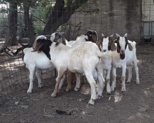 Chivos Boer Chivitos Cabras - Agroads