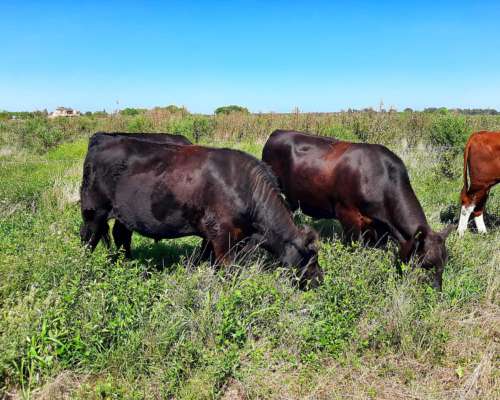 Novillos Angus y Hereford para Faena Consumo Gordo Export. - Agroads