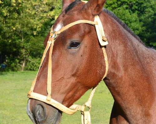 Cabayo Criollo de 8 Años - Agroads