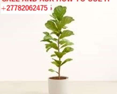 Mutuba Seed MEN Performance OIL Penis Enlarger +27782062475 - Agroads