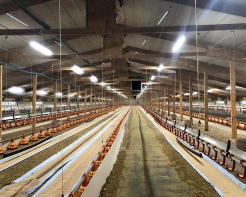 Hontech Poultry Lights System for Broiler/ Layer/ Breeder - Agroads