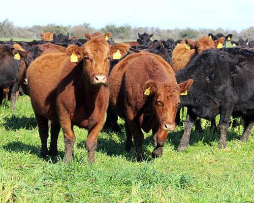 Rodeo Singular Vacas Brangus Preñadas $ 155 + IVA - Agroads