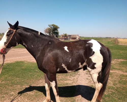 Caballo Overo Negro 8 Años de Edad - Agroads